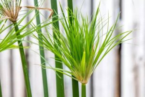 Ancient Egyptian Papyrus: History, Uses & Production Process | Egypt ...